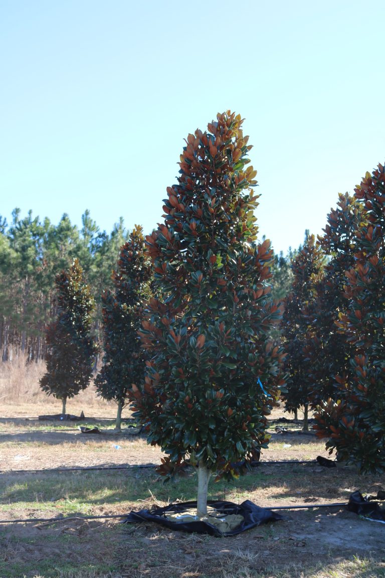 Southeastern Trees